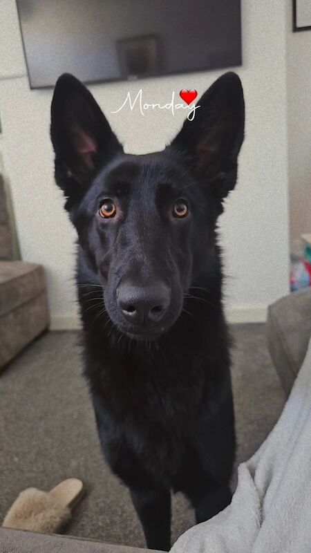 1 Year Old GSD Female REDUCED £350 - German Shepherd Puppies For Sale ...
