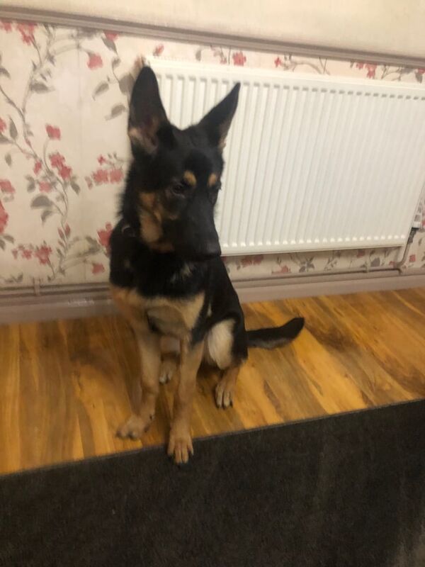 100% Pure Straight Back German Shepard 7 Months Old - German Shepherd ...