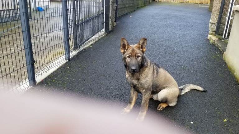 6 Month Old Male German Shepherd For Sale in Londonderry, County ...