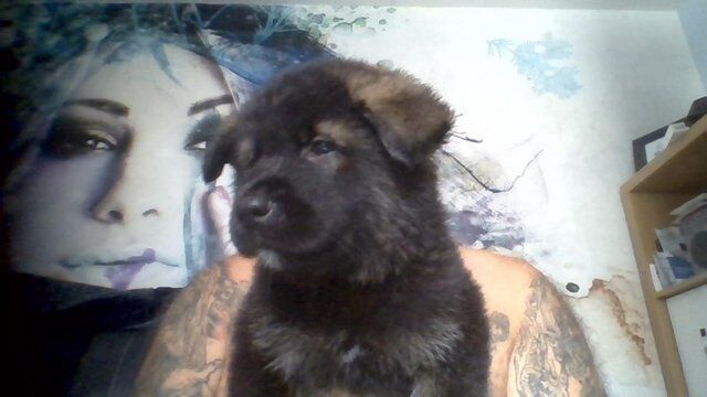 7 WKS OLD GERMAN SHEPHERD X AMERICAN AKITA For Sale in Acaster Selby ...