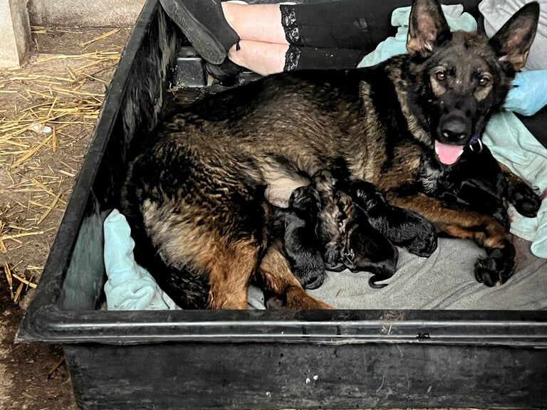 German Shepherd Puppies For Sale From Private Sellers | German Shepherd ...