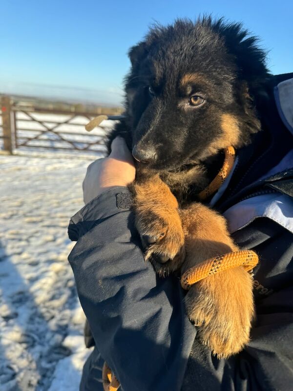 Beautiful German Shepherd Pups For Sale in Stanley, County Durham