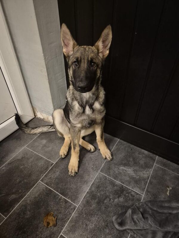 Kennel Club Registered Purebred German Shepherd Puppies For Sale ...
