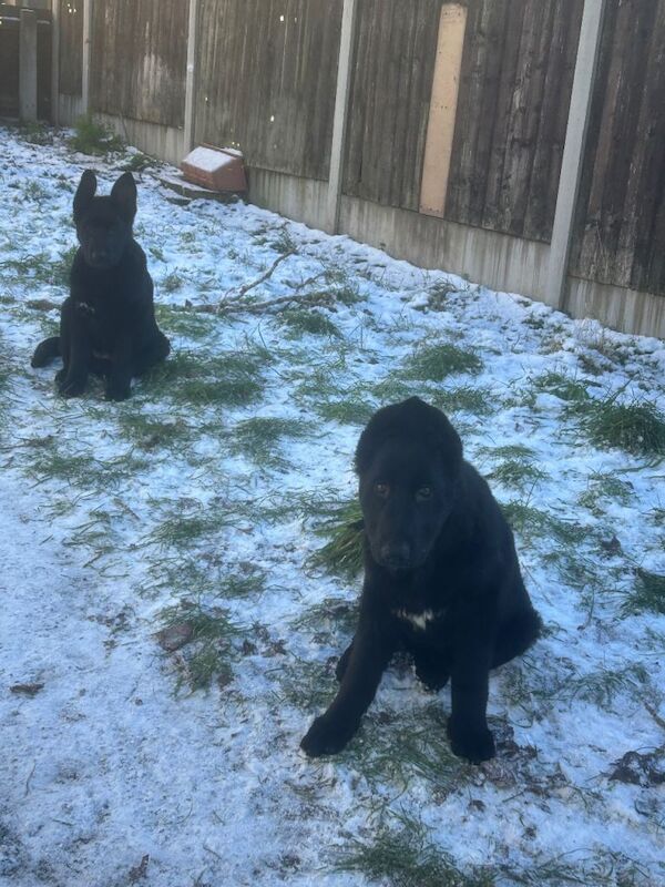 German Shepherd Puppies For Sale From Private Sellers | German Shepherd ...