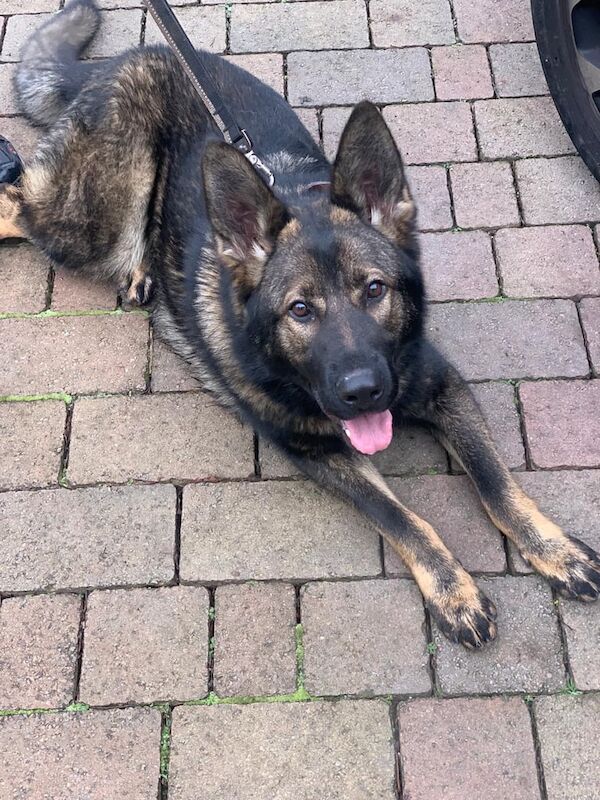 German Shepard 11 Months For Sale - German Shepherd Puppies in Sheldon ...