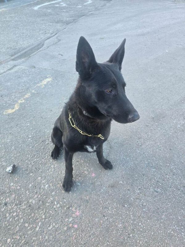 German Shepherd Puppy £500 For Sale in Basildon, Essex | German ...
