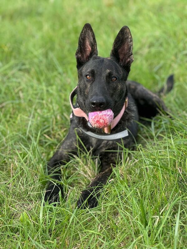 German Shepherd Crossed With A Dutch Herder For Sale in Salisbury ...