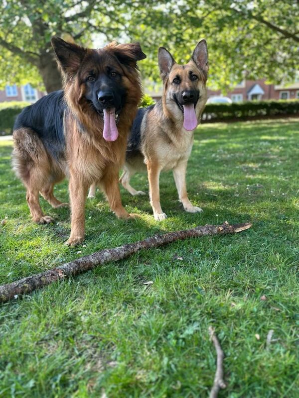 German Shepherd Puppies For Sale From Private Sellers | German Shepherd ...