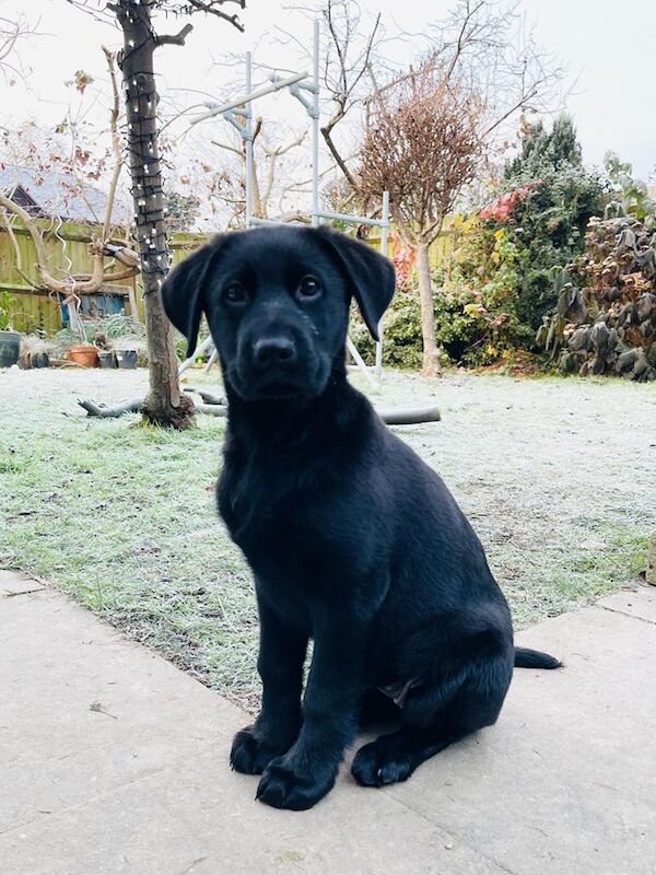German Shepherd Labrador Cross - Sheprador For Sale in Stafford ...