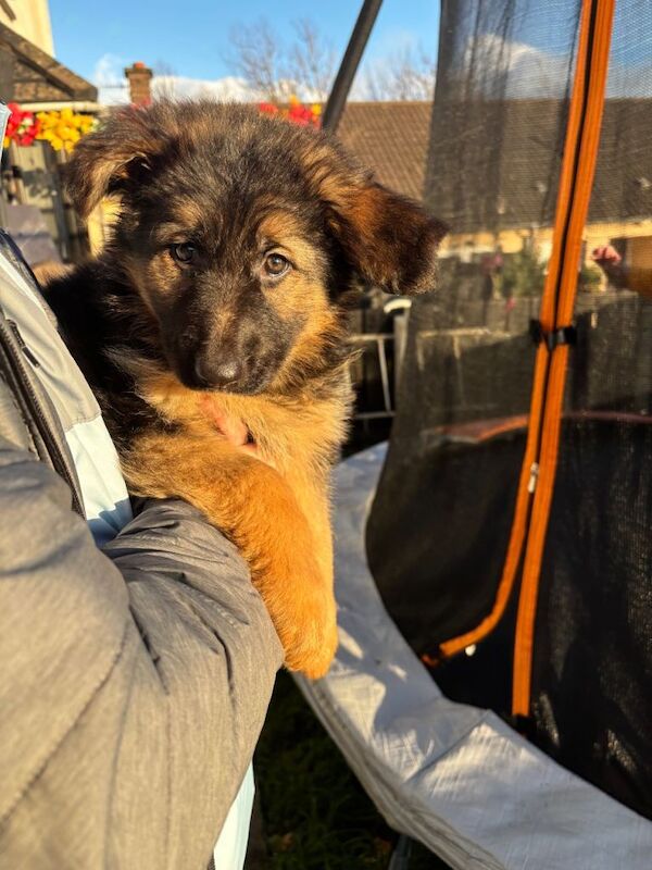 Black German Shepherd Puppies For Sale | German Shepherd Owners