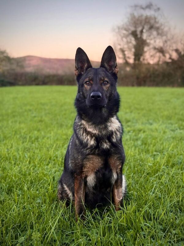 Purebred German Shepherd Puppies For Sale From Private Sellers In ...