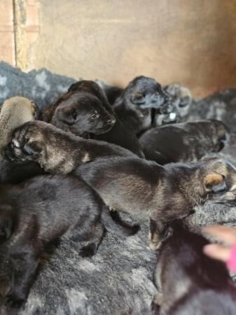 German Shepherd X Dutch Herder Puppies For Sale in Doncaster, South ...