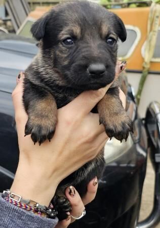 German Shepherd X Dutch Herder Puppies For Sale in Doncaster, South ...