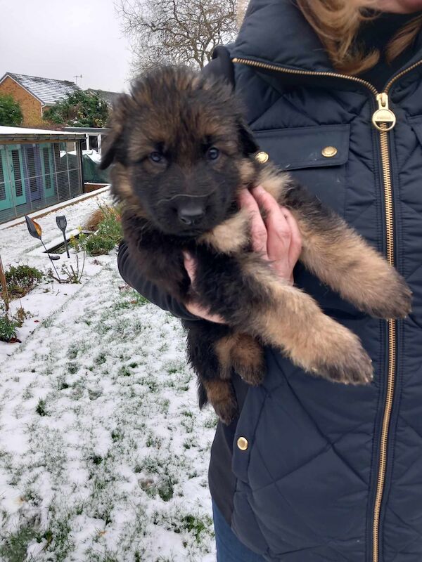 German Shepherds - German Shepherd Puppies For Sale in Barnsley, South ...