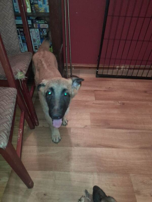 German Shepherd's For Sale in Maesteg, Mid Glamorgan | German Shepherd ...