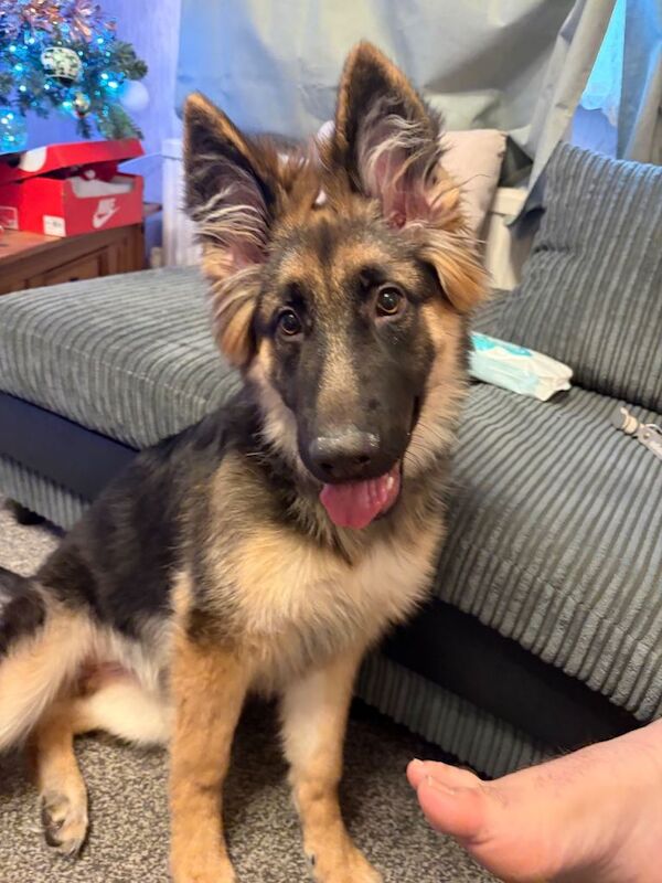 Gorgeous German Shepard Puppy - German Shepherd Puppies For Sale in ...