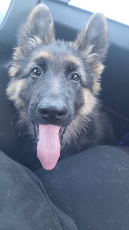 Gorgeous German Shepard Puppy - German Shepherd Puppies For Sale in ...