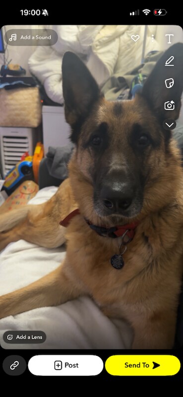 German Shepherd Bitch For Sale in Ripley, Derbyshire | German Shepherd Owners