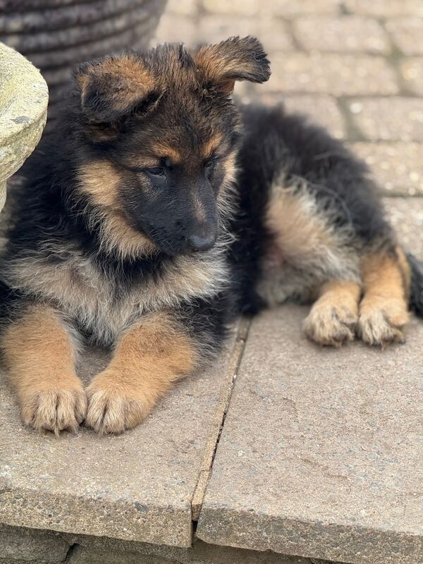German Shepherd Puppies For Sale From Private Sellers | German Shepherd ...