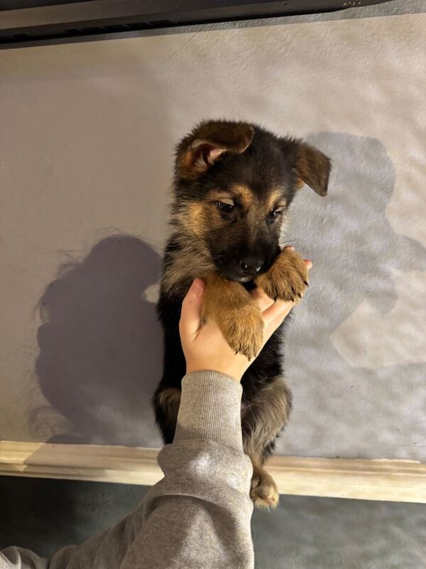 Ready To Meet Your New Best Friend? - German Shepherd Puppies For Sale ...