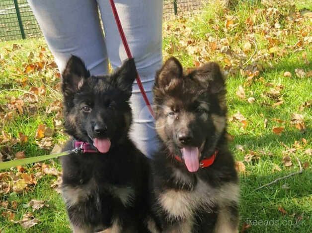 *REDUCED* 2 Beautiful German Shepherd Puppies For Sale !! For Sale in ...
