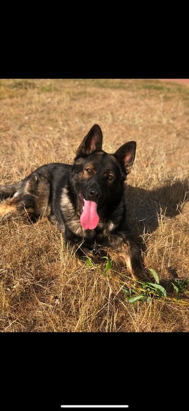 German Shepherd Puppies For Sale From Private Sellers | German Shepherd ...