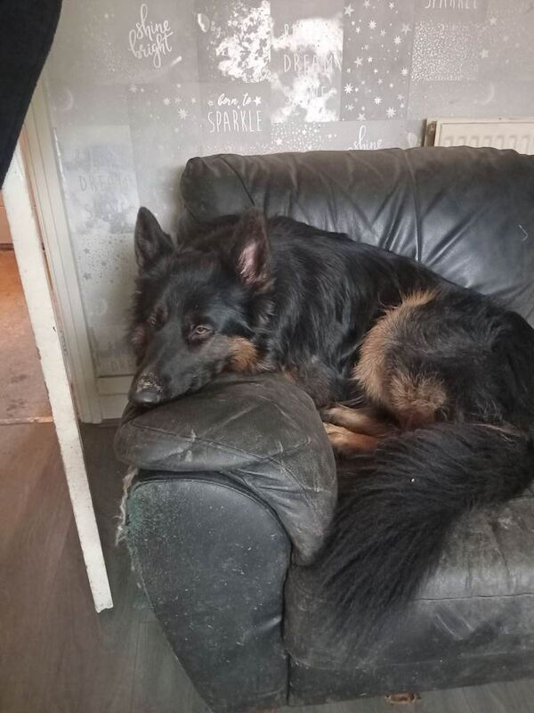 Zeus - German Shepherd Puppies For Sale in Kingston upon Hull, East ...